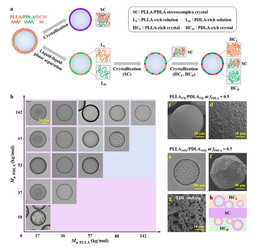 南开大学揭示手性调控PLA的液-液相分离和结晶的热力学机制-行业前沿|Chatplas|塑料在线