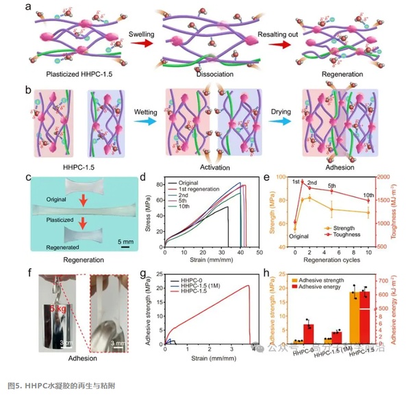 俞书宏院士团队等Nature：高强韧仿生多级取向结构异质芯-鞘水凝胶-行业前沿|Chatplas|塑料在线