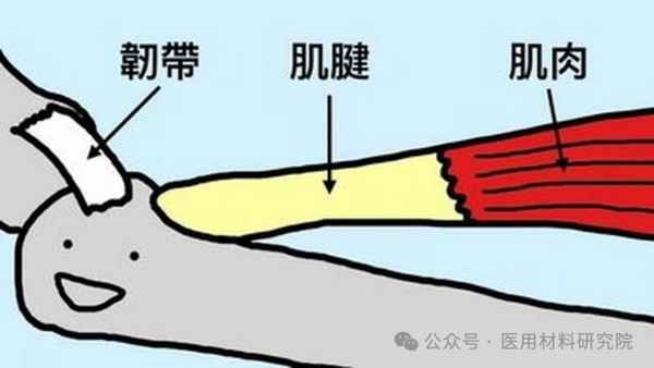 重大突破！PGA+PLCL生物可吸收肌腱修复植入物获FDA批准！-行业前沿|Chatplas|塑料在线