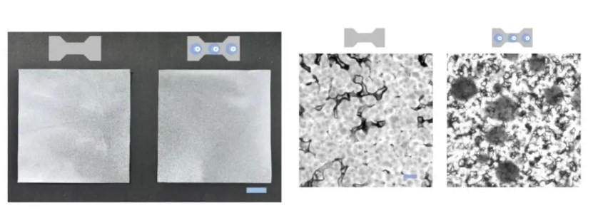 戴卓君团队最新Nature：由孢子编程的可降解“活”塑料-行业前沿|Chatplas|塑料在线