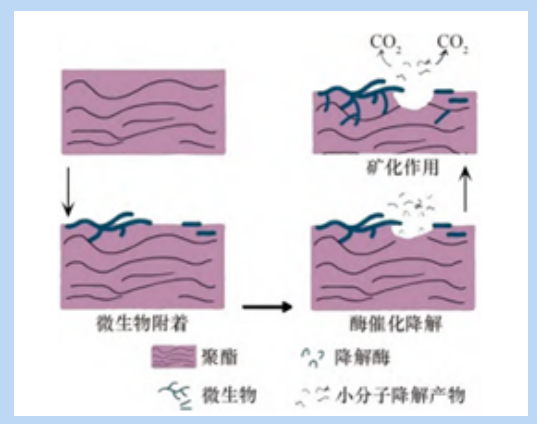 PET塑料的生物降解-行业前沿|Chatplas|塑料在线