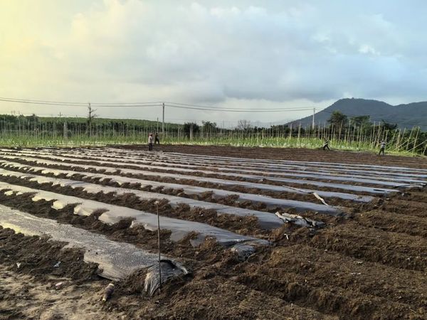 中石化PBST地膜来了，将铺万亩级新疆棉田！-行业前沿|Chatplas|塑料在线