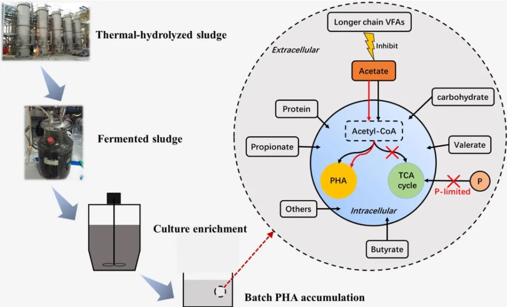 清华大学王慧：混合菌发酵，低成本制备PHA-行业前沿|Chatplas|塑料在线