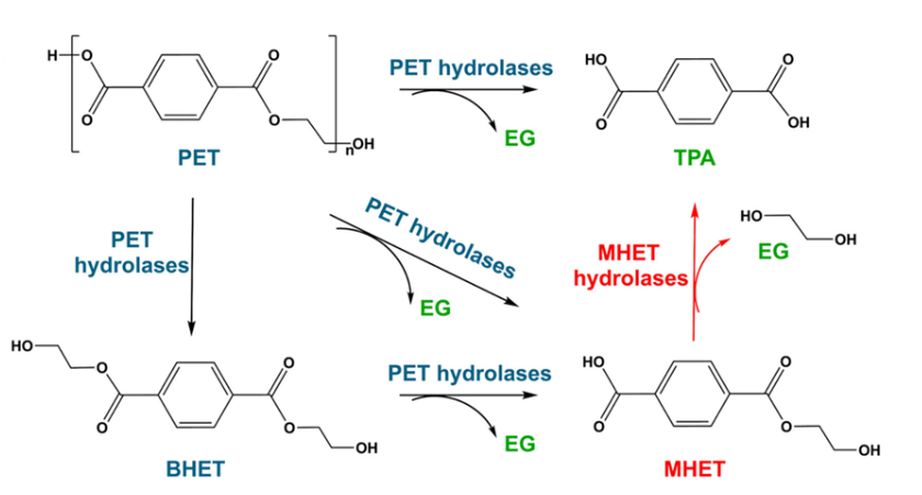 北京化工大学开发双酶系统高效降解PET-行业前沿|专塑视界|塑料在线