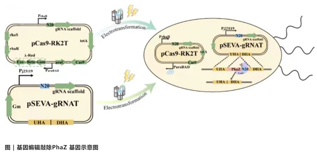 2.46g/L！天津大学团队，实现木质素高效转化高均质性PHA-行业前沿|Chatplas|塑料在线