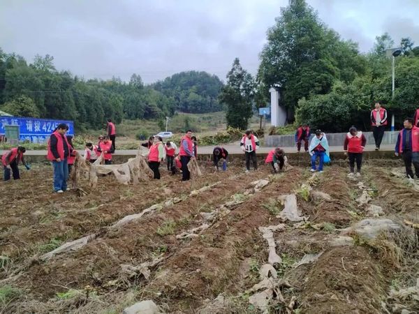 贵州黔西：田间地膜捡拾行动助力守护农业生态安全-行业趋势|Chatplas|塑料在线