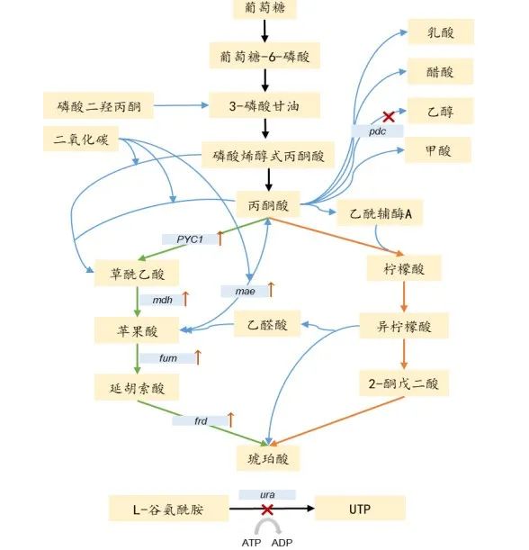 PBS: 合成生物学技术解决丁二酸的供给紧缺问题-材料干货|Chatplas|塑料在线