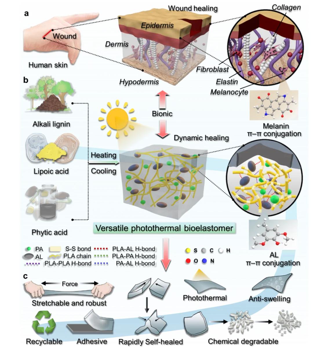 大连工大孙润仓教授团队：成功开发木质素驱动的多功能全生物基光热弹性体！-行业前沿|Chatplas|塑料在线